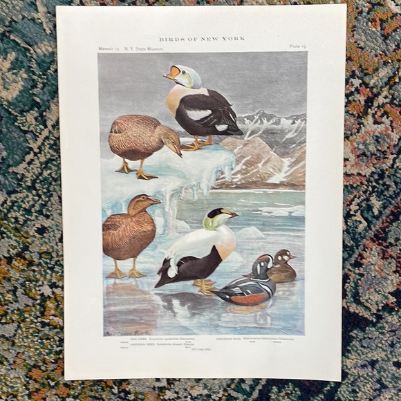 Vintage | Art | Antique Ornithological Bird Print Original Arctic ...